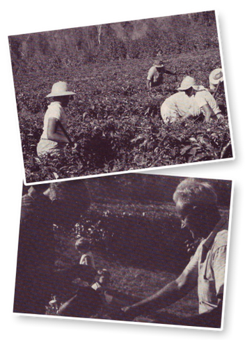 Nerada Tea Our History